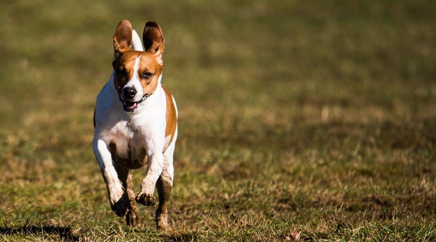 Beagle Boxer Mix: Bogle Breed Information, Traits & Facts - Canine Journal