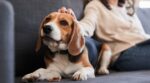 Is Your Beagle Sick or Just Dramatic? 10 Beagle Health Issues They Won ...