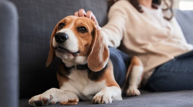 Is Your Beagle Sick or Just Dramatic? 10 Beagle Health Issues They Won ...
