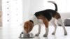 Beagle Feeding Chart: How Much To Feed Your Beagle Puppy - Canine Journal