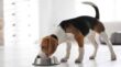Beagle Feeding Chart: How Much To Feed Your Beagle Puppy - Canine Journal