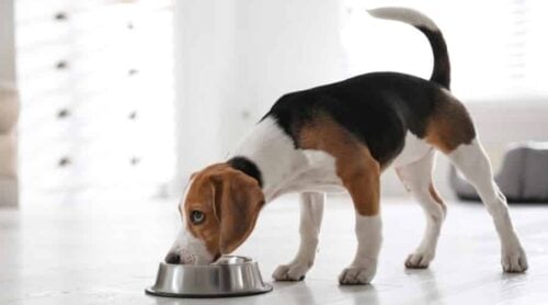 Beagle Feeding Chart: How Much To Feed Your Beagle Puppy - Canine Journal