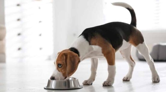 Beagle Feeding Chart: How Much To Feed Your Beagle Puppy - Canine Journal
