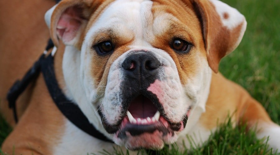Beagle English Bulldog Mix: Beabull Breed Information - Canine Journal