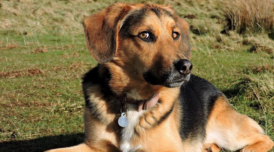 Beagle German Shepherd Mix: Breed Information, Traits & Facts - Canine ...