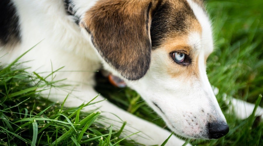 Beagle Husky Mix: Beaski Breed Information, Traits, Facts & More ...