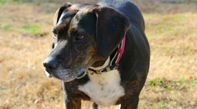 Beagle Pitbull Mix: Beaglebull Breed Information & Facts | Canine Journal