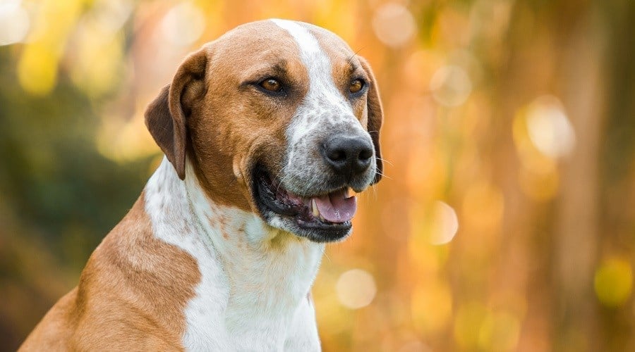 Beagle Pitbull Mix: Beaglebull Breed Information & Facts - Canine Journal