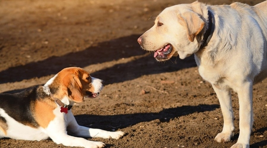 Pueden Un Beagle Y Un Labrador Retriever Ser Amigos