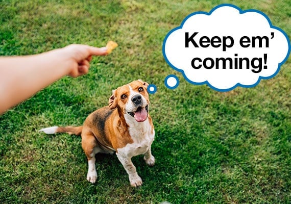 23 Tricks To Get A Picky Dog To Eat His Food (Every Last Bit!) - Canine ...