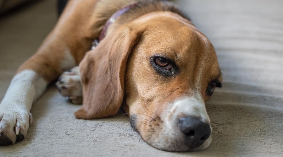 Best Dog Beds For Beagles: Ratings, Reviews & Top Picks - Canine Journal