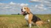 Beagle Feeding Chart: How Much To Feed Your Beagle Puppy - Canine Journal