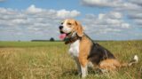 Beagle Feeding Chart: How Much To Feed Your Beagle Puppy - Canine Journal