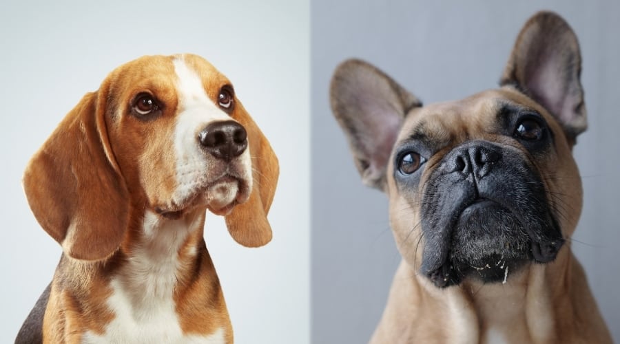 Beagle vs. French Bulldog: Breed Differences & Similarities - Canine ...