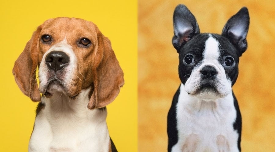 Beagle vs. Boston Terrier: Breed Differences & Similarities - Canine ...