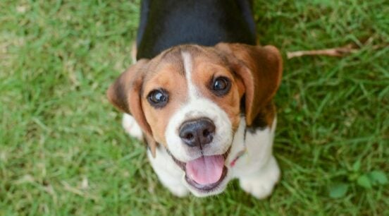 Beagle Breed Information: Facts, Traits, Pictures & More - Canine Journal