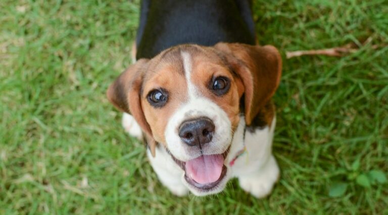 Beagle Breed Information: Facts, Traits, Pictures & More - Canine Journal