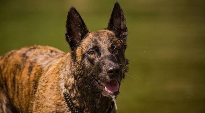Best Dog Foods For Belgian Malinois: Puppies, Adults & Seniors | Canine ...