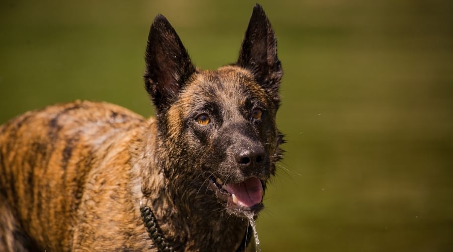 Belgian Malinois Mixes: 11 Beautifully Unique Crossbreeds - Canine Journal