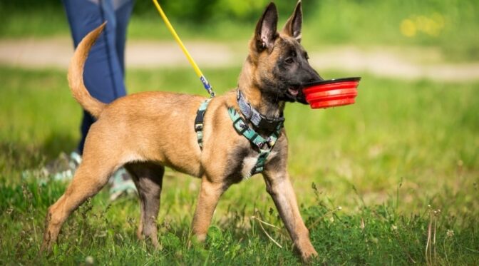 12 Belgian Malinois Colors: Uncover The Most Common & The Rarest ...