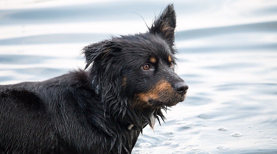 Bernese Mountain Dog German Shepherd Mix: Breed Information - Canine ...