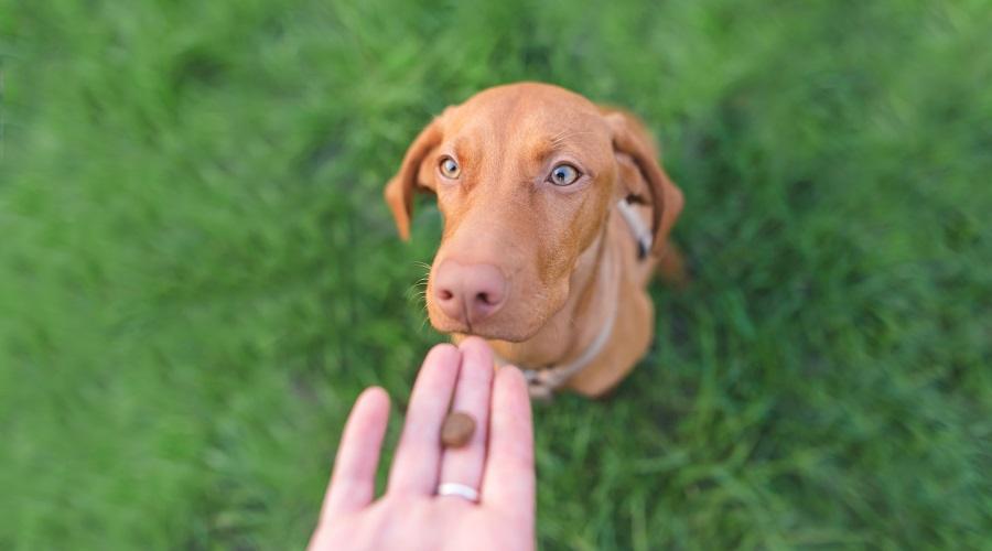 Best Bison Dog Foods: Benefits, Reviews & Top Picks - Canine Journal