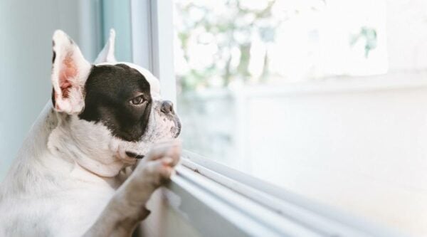 Is Your Dog Freaking Out? Here’s How To Calm Them Instantly!