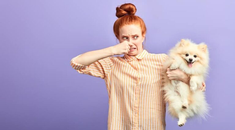 Are Bully Sticks Good For Dogs? (The Tough Truth)