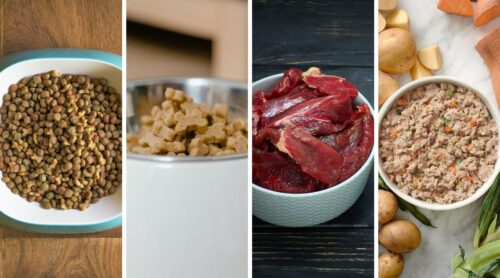 Beagle Feeding Chart: How Much To Feed Your Beagle Puppy - Canine Journal