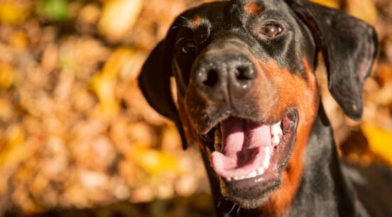 Doberman Growth Chart: Puppy Milestones & What To Expect | Canine Journal