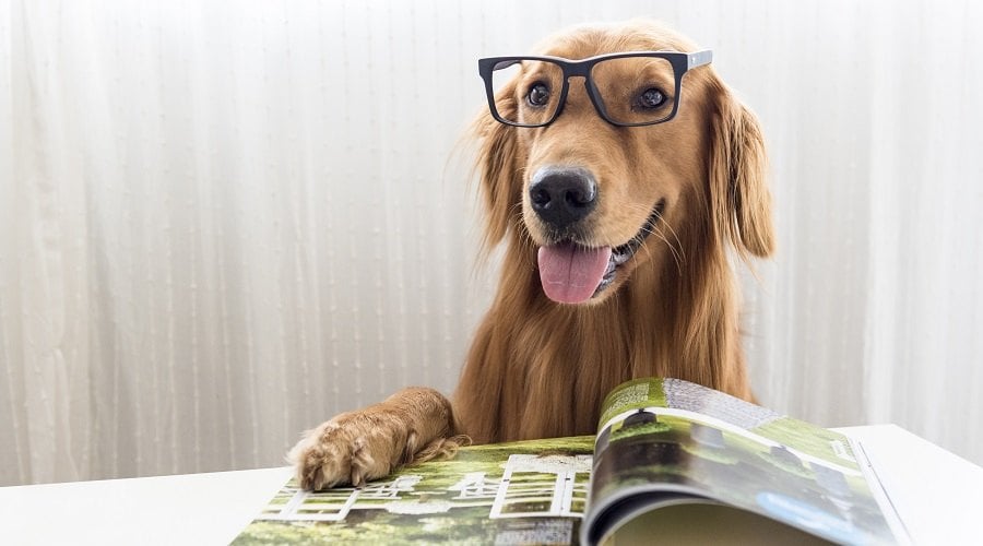 Best Dog Magazines: The 25 Best Print & Digital Content About Dogs ...