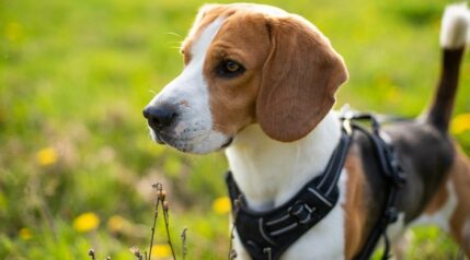 Beagle Mixes: 21 Different Adorable Crossbreeds | Canine Journal