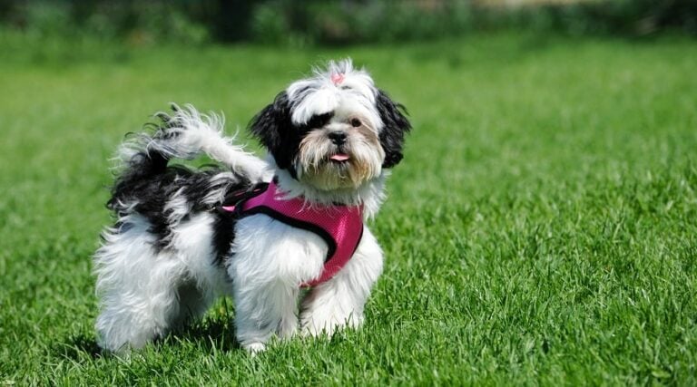 Best Harnesses For Boxers: Ratings, Reviews & Top Picks - Canine Journal