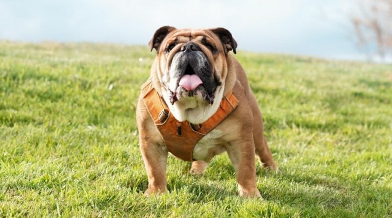 American vs English Bulldog: Similarities & Differences - Canine Journal