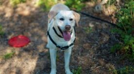 Labrador Retriever Lifespan: How Long Do Labradors Live? - Canine Journal