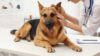 10 German Shepherd Health Issues - Canine Journal