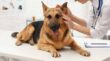10 German Shepherd Health Issues - Canine Journal