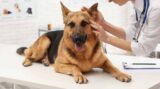 10 German Shepherd Health Issues - Canine Journal