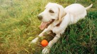 Labrador Retriever Lifespan: How Long Do Labradors Live? - Canine Journal