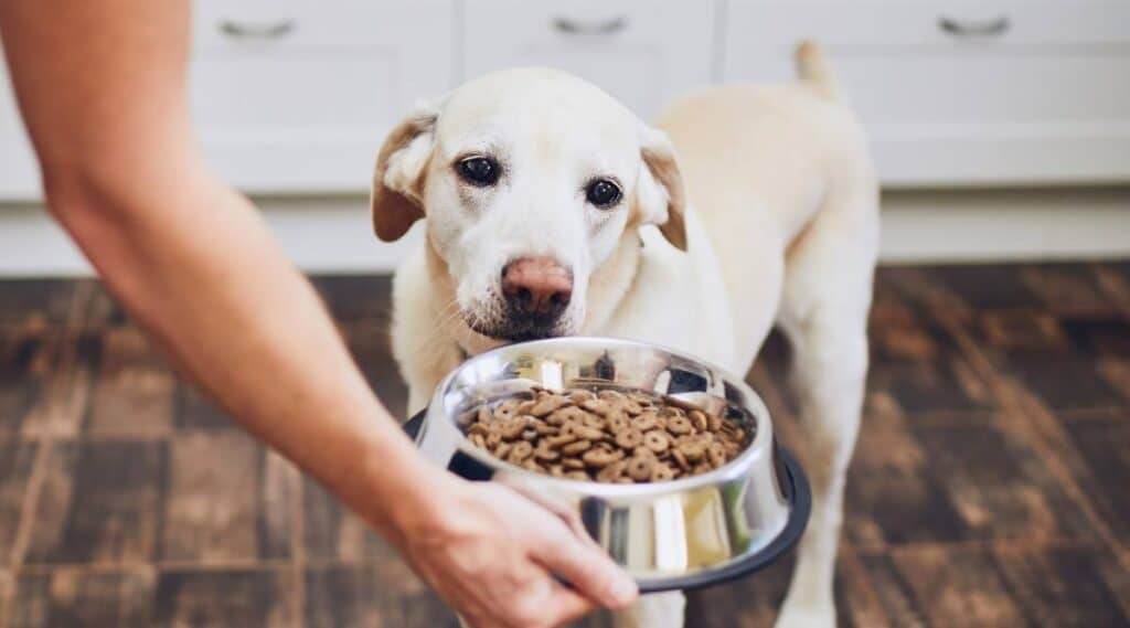 Best Dry Dog Food: Ratings, Reviews & Top Picks - Canine Journal