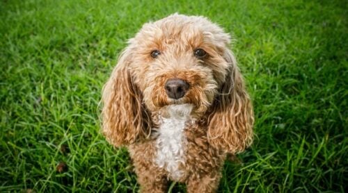 20 Teddy Bear Dog Breeds That Look Like Stuffed Animals, But They're ...