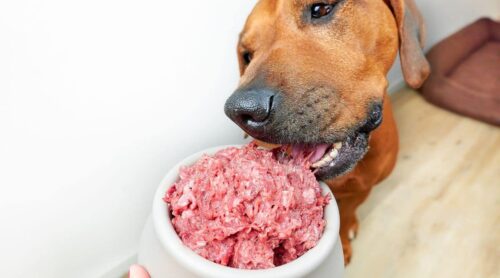 Food Archives | Canine Journal