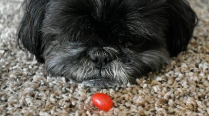 The Ultimate Dog-Friendly Valentine’s Day Guide: 12 Ways To Celebrate ...