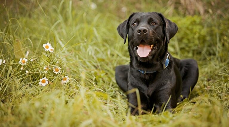 How to Clean Dogs' Ears Without a Meltdown (Yours or Theirs) - Canine ...