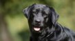 9 Shocking Labrador Retriever Health Issues Hiding Behind That Happy ...