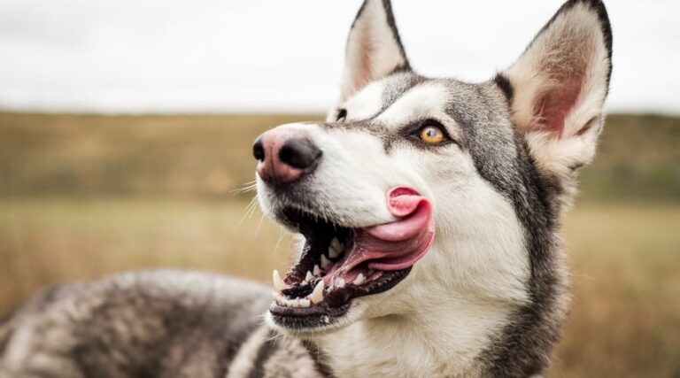 Why Do Some Dogs Keep Licking & Smacking Their Lips? Hint: It's Not ...