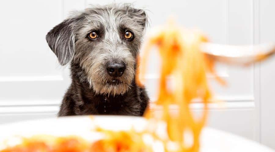 Yikes! My Dog Just Ate Spaghetti! What Should I Do Now? - Canine Journal