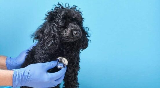 Poodle Health Issues Every Owner Should Know