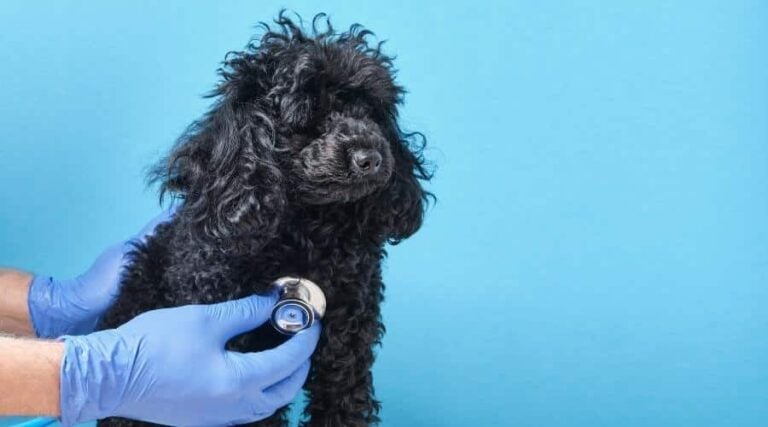 Is Your Poodle At Risk? 12 Poodle Health Issues Every Owner Should ...