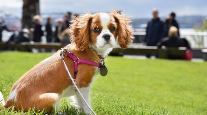Cavalier King Charles Spaniel Mixes: 25 Adorable Crossbreeds | Canine ...